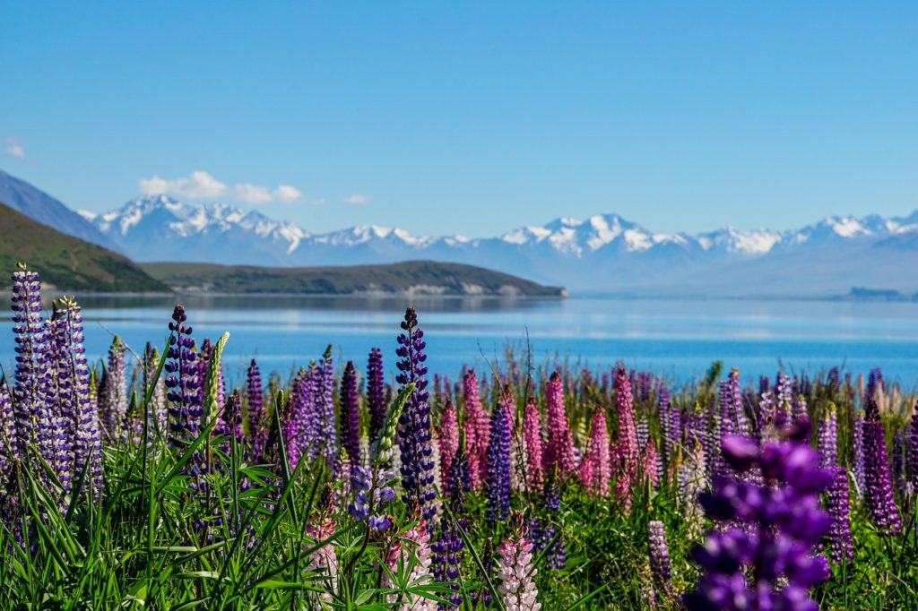 Best New Zealand Extreme Sports: Top Adventure Activities in NZ